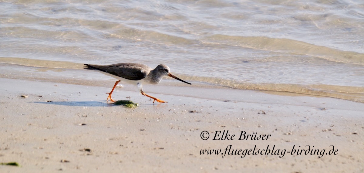 Der Flitzer * Flügelschlag und Leisetreter